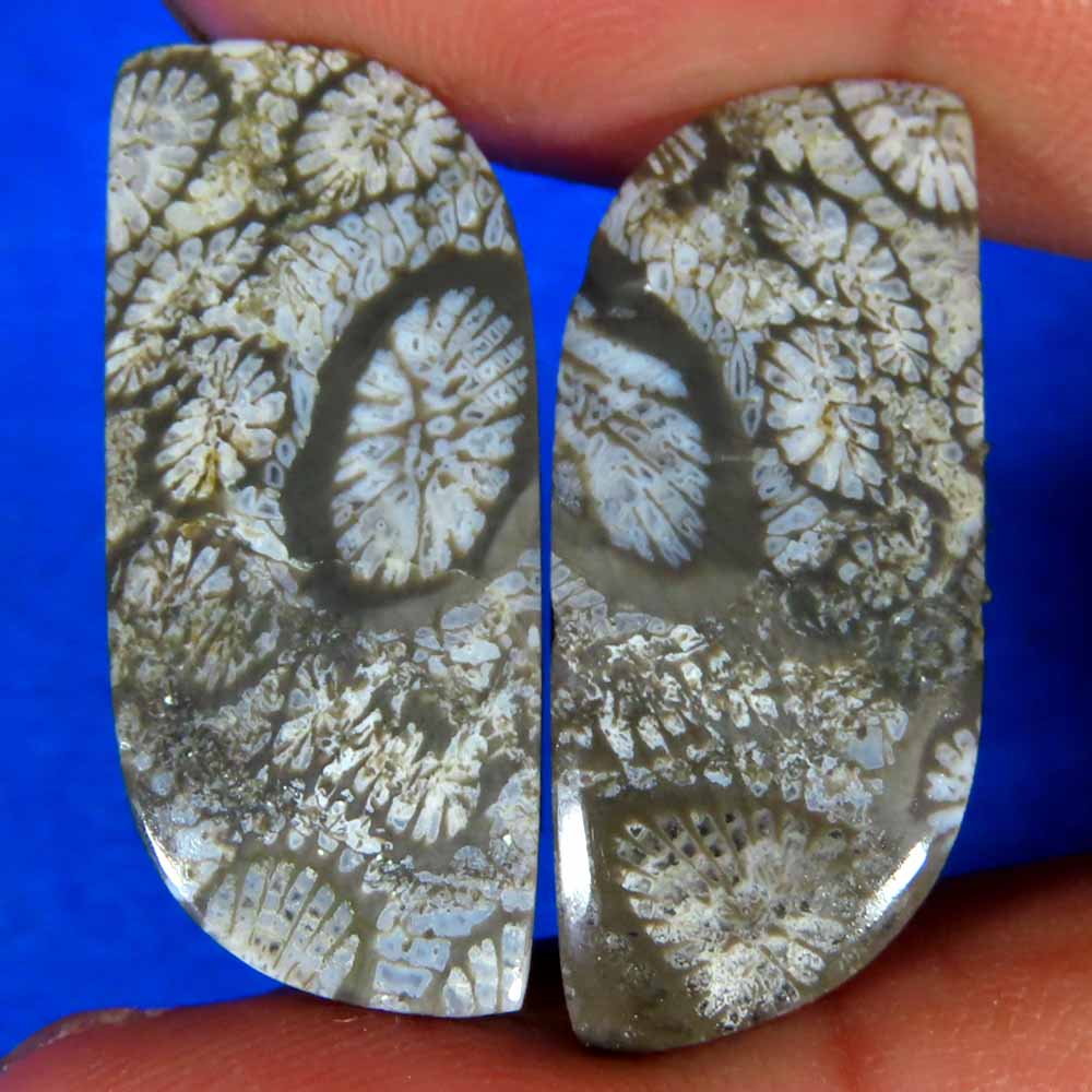20.50Cts.100%Natural Black Fossil Coral Fancy Cab Pair 11x24x4mm Top ...